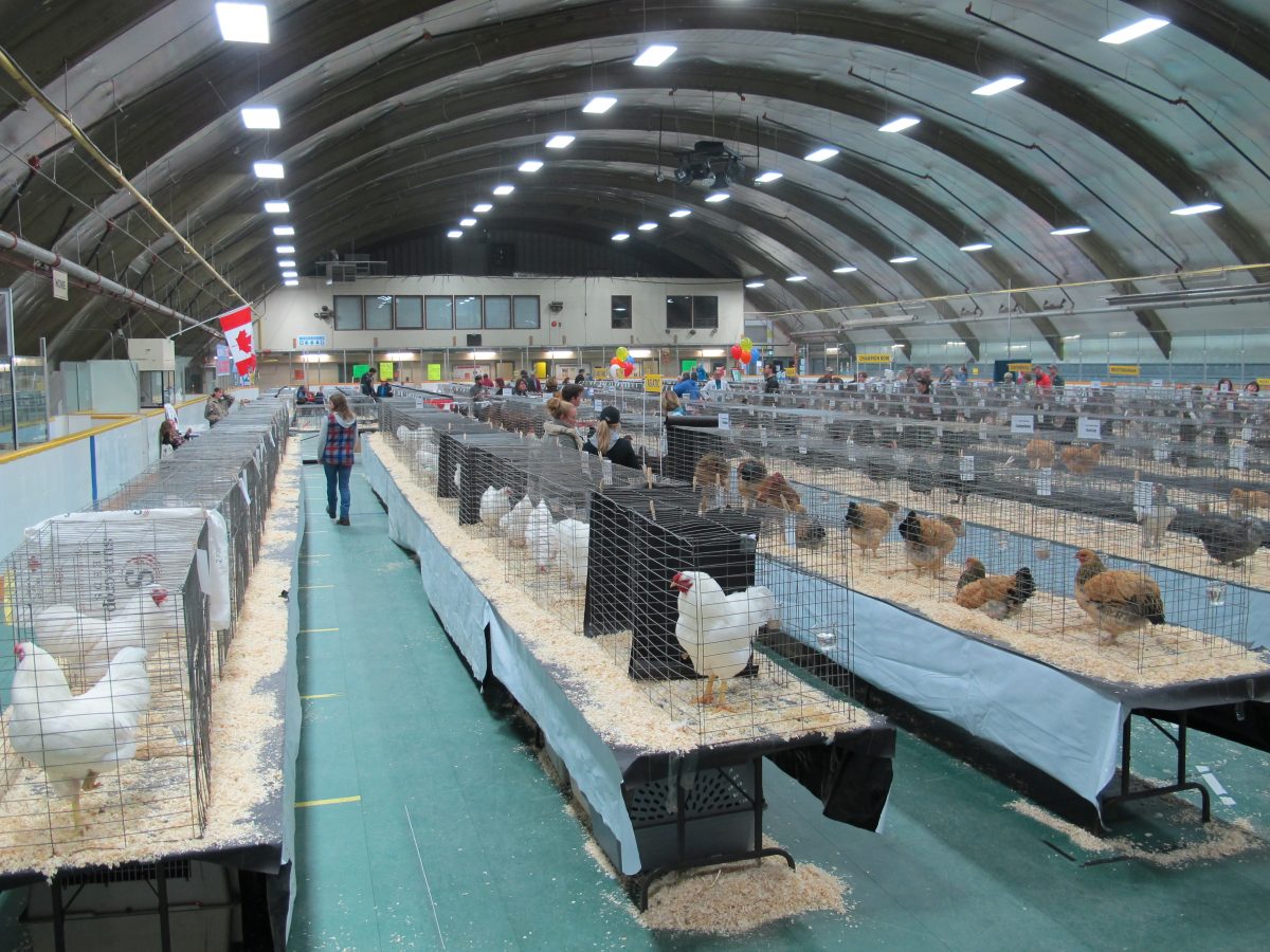 2017 Fall FeatherFest & A.P.A. Canadian National Poultry Show – Vernon ...